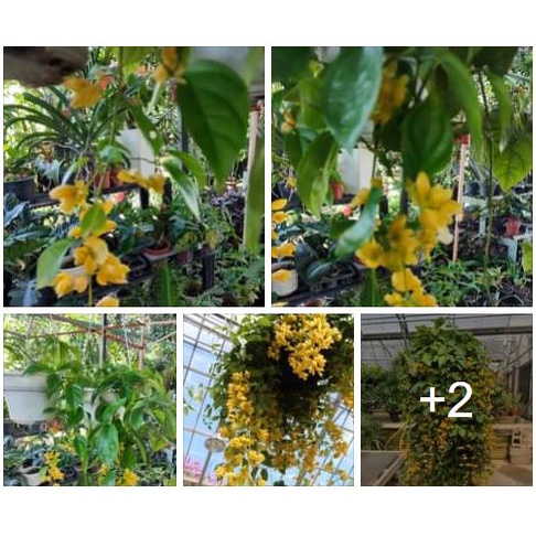 AAG NONG NOOCH VINE PLANT | Shopee Malaysia