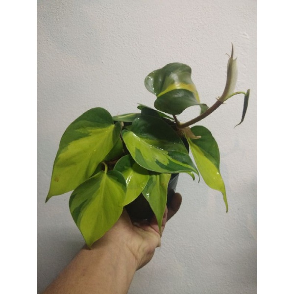 Pothos Brazil money plant (pic 040822) | Shopee Malaysia