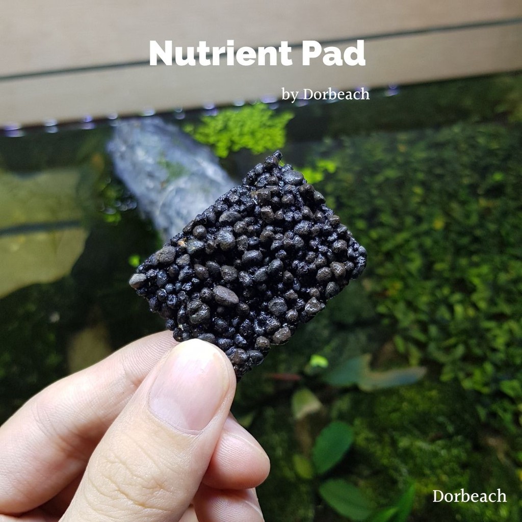 Nutrient Pad by Dorbeach (For Bucephalandra, Anubias, Java Fern ...