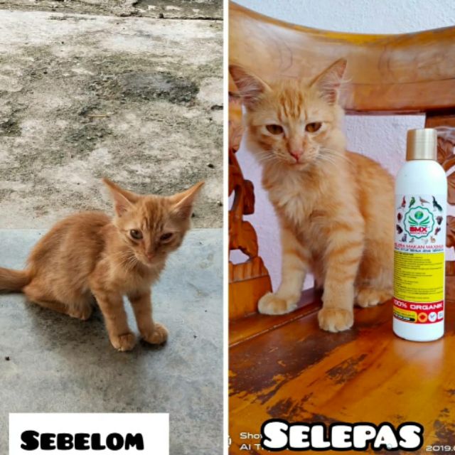 Smx king Ubat selsema kucing vitamin ayam booster ternakan multivitamin ...
