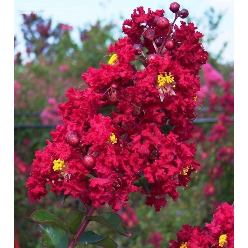 lagerstroemia indica crepe myrtle double dynamite pokok cantik real ...