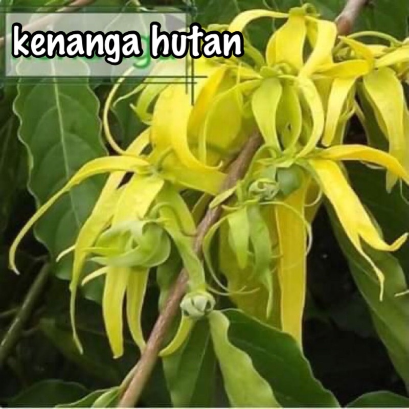 Pokok bunga wangi kenanga Siam, kenanga hutan, kenanga katik, kenanga ...
