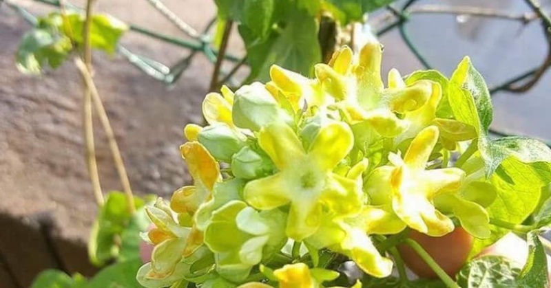 Anak Pokok Bunga Tongkeng Kampung dan Jumbo | Shopee Malaysia