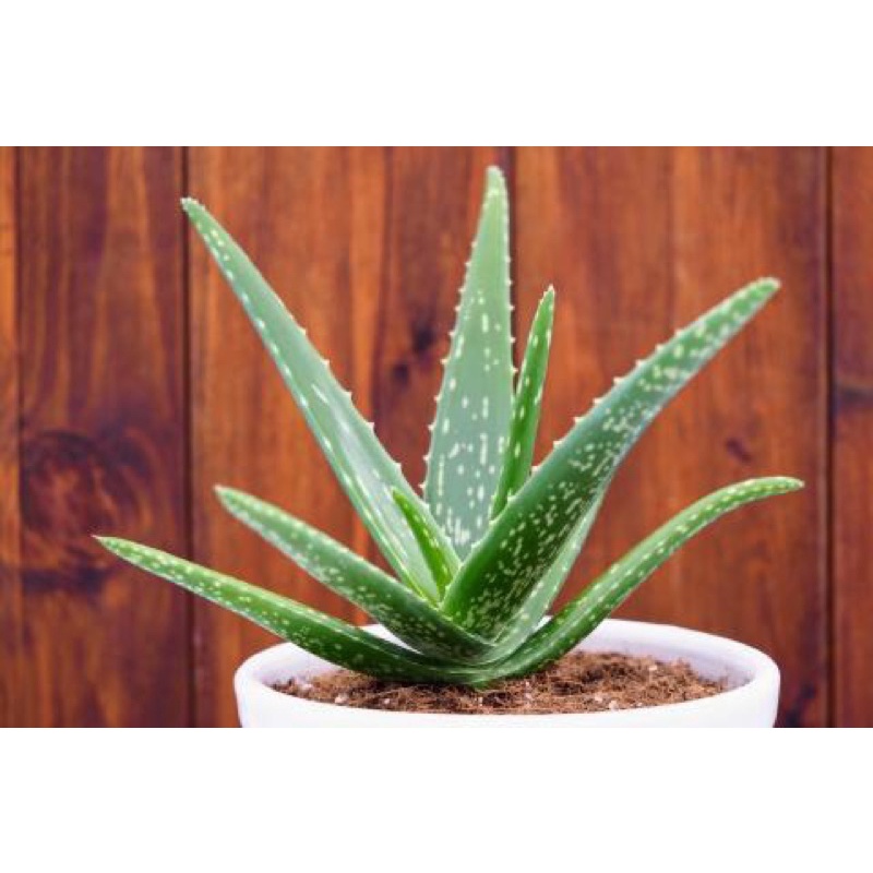 RM 6 POKOK HIDUP ( 50 Variasi ) pelbagai jenis pokok HERBA / BUNGA ...