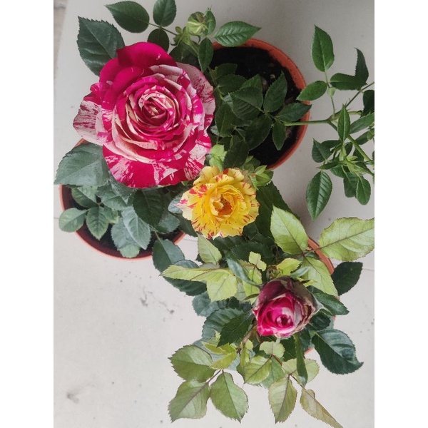 pokok rose batik/ bungga | Shopee Malaysia