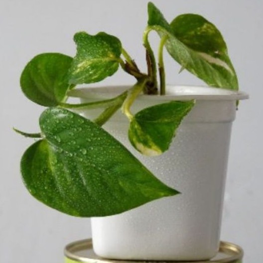 Real Live Money Plant Pokok Duit-Duit Devil Ivy 绿萝 (1 Keratan Tanpa ...