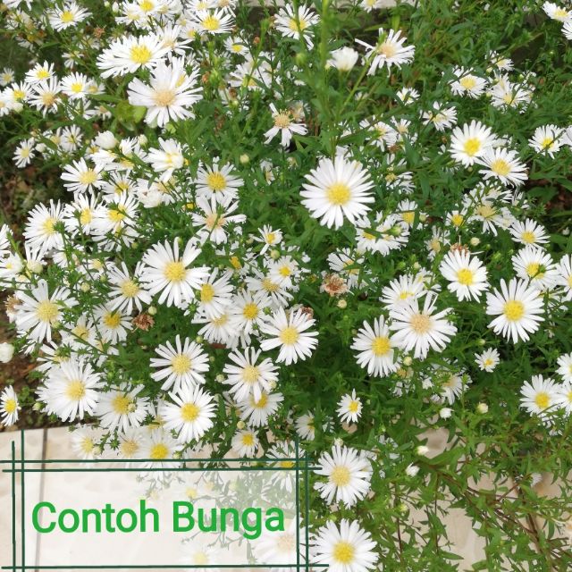 Pokok Aster Single Petal White. Sedang berbunga. (live plant/pokok ...