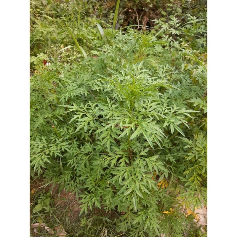 COSMOS SEEDS biji benih ulam raja 30 biji / pokok selembut | Shopee ...