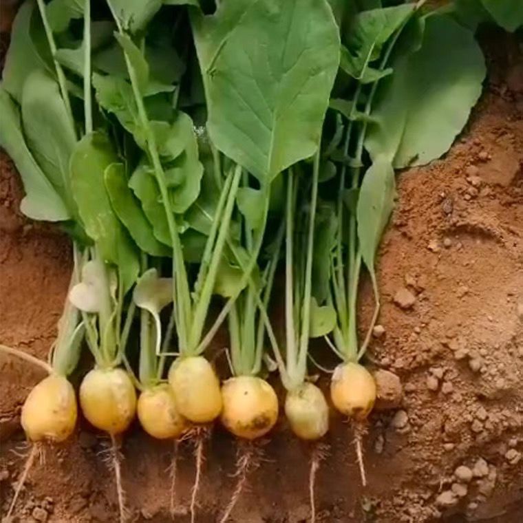 Pelbagai Jenis Biji Benih Lobak /各种胡萝卜籽 /Carrot Family Seeds | Shopee ...