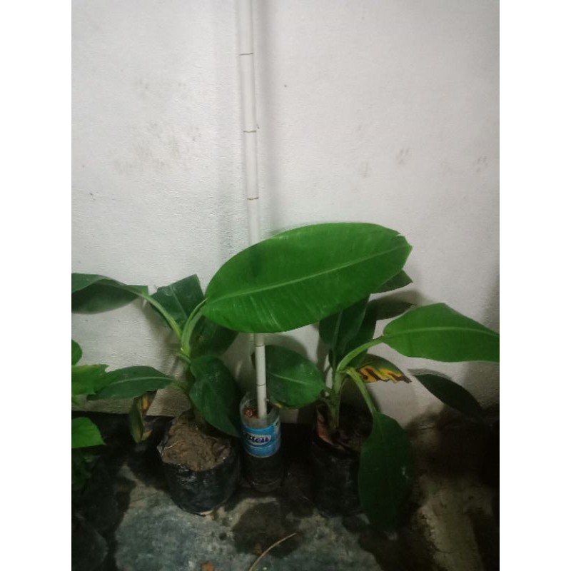 anak sulur pisang berangan | Shopee Malaysia