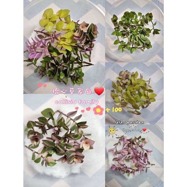 QQ-garden🌷怡心草"家庭"👨‍👩‍👧‍👦callisia "Family"多肉植物succulents live plants ...