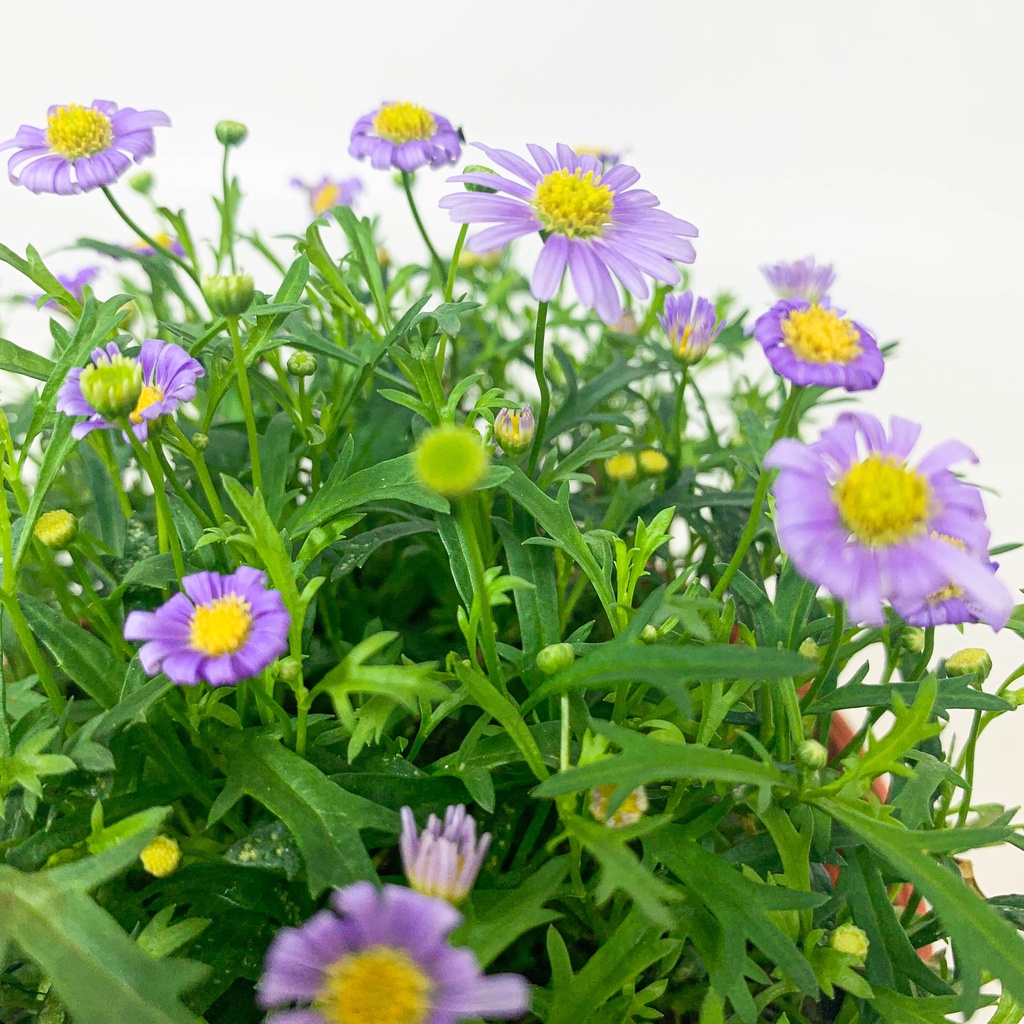 [Flower] Aster Purple Mini by LS Group | Shopee Malaysia