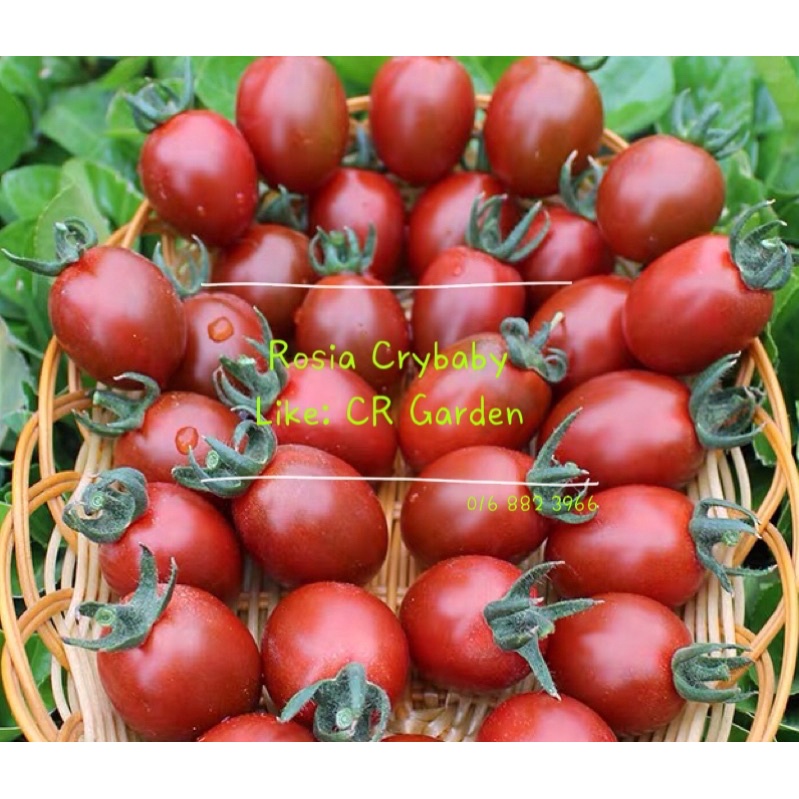 Thousand Tomato 3 seeds 千番茄 3粒 紫黑小番茄，果重25G Purple Tomato, Fruit Weight ...