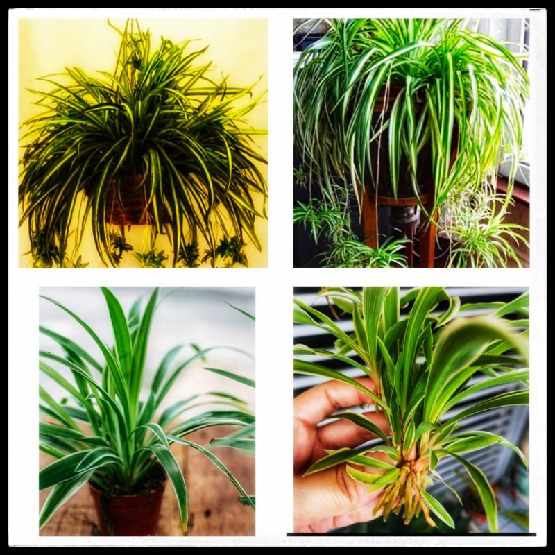(Indoor plant) Pokok labah-labah Spider plant 吊兰 Indoor plant ...