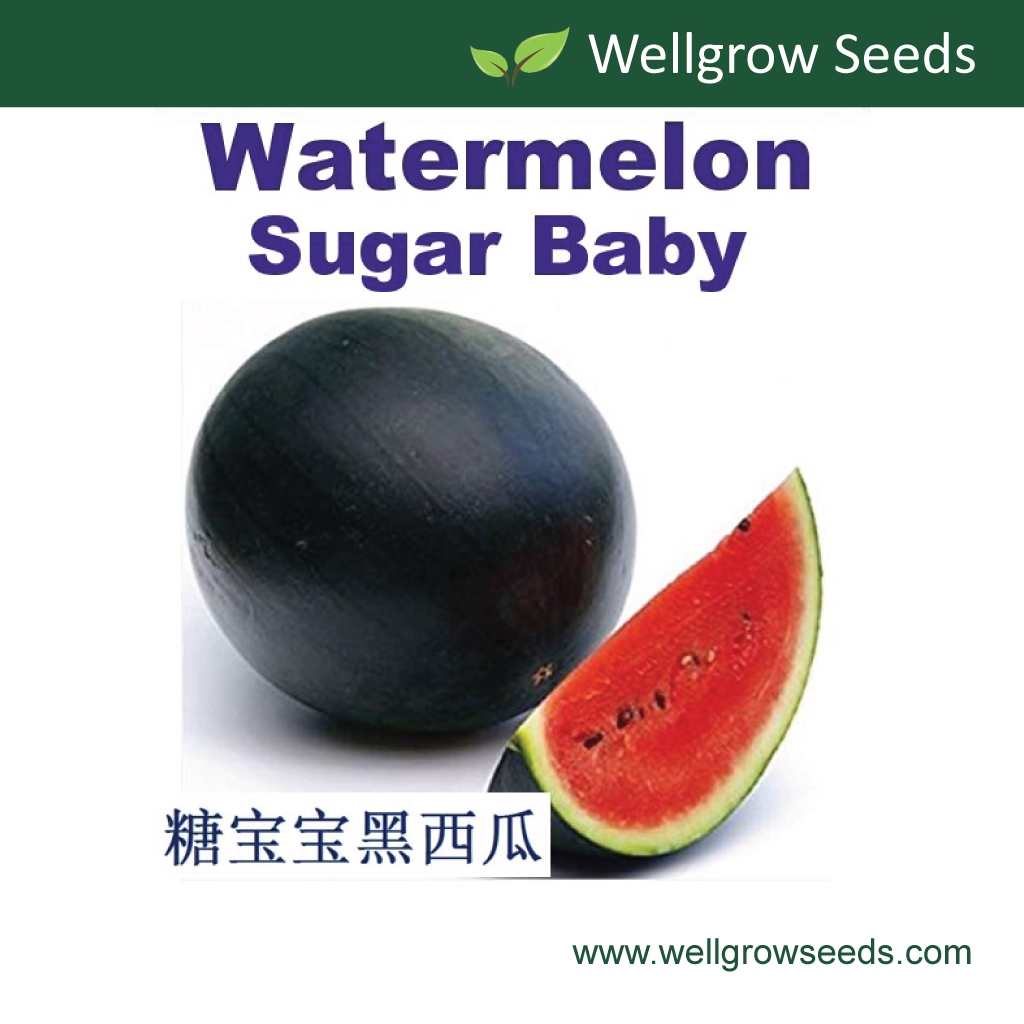 Watermelon Assorted 西瓜 Tembikai Fruit Seeds Wellgrow Seeds | Shopee ...