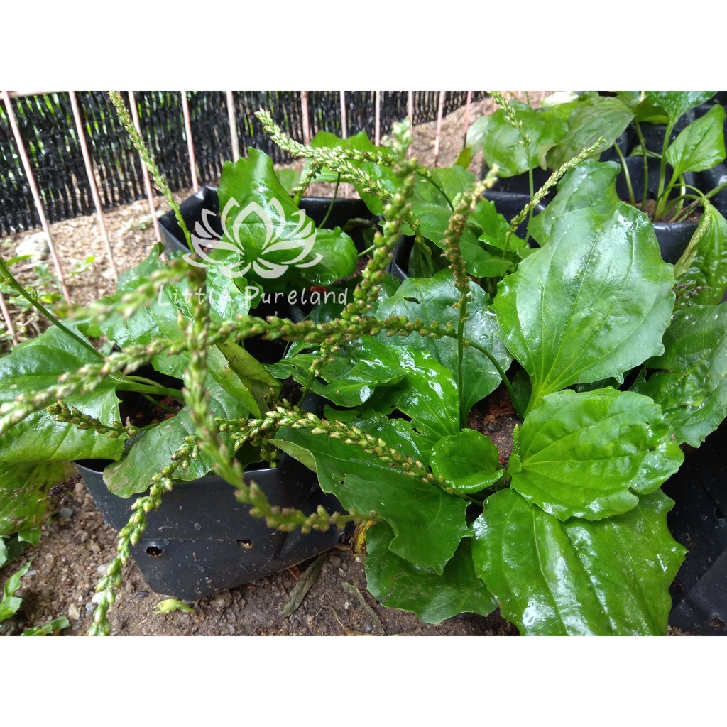【Anak pokok / daun segar】 Daun senduk Plantago major 车前草 Pokok ubat ...
