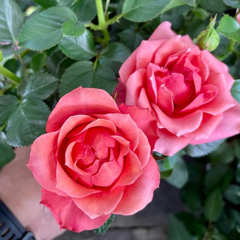 Anak Pokok Bunga Ros💖Pokok Ros💖Cameron Rose Pot 💖Denmark Branded💖Rose ...