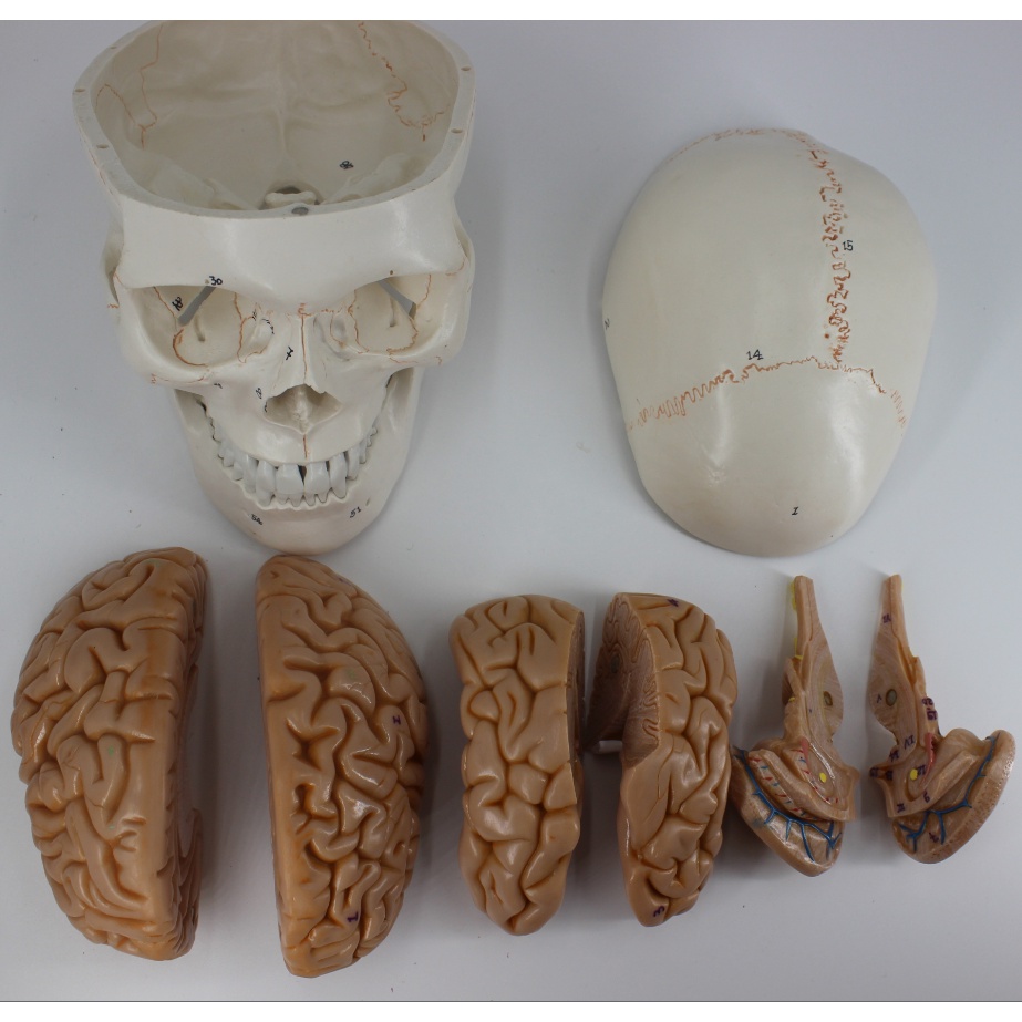 New Skull model brain neurology craniocerebral anatomy model with ...