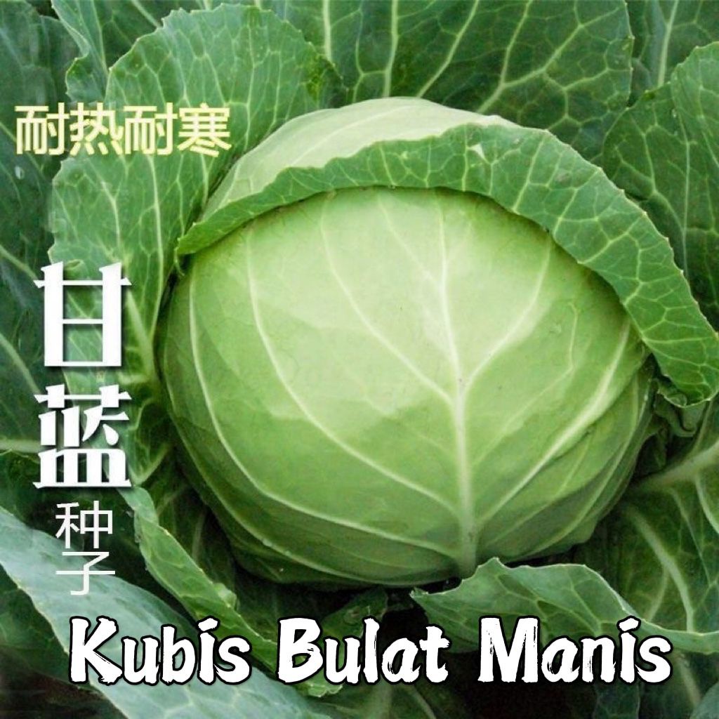 Benih Kubis Bulat Manis(50 Seeds)/甘蓝包菜种子/Cabbage Seeds | Shopee Malaysia