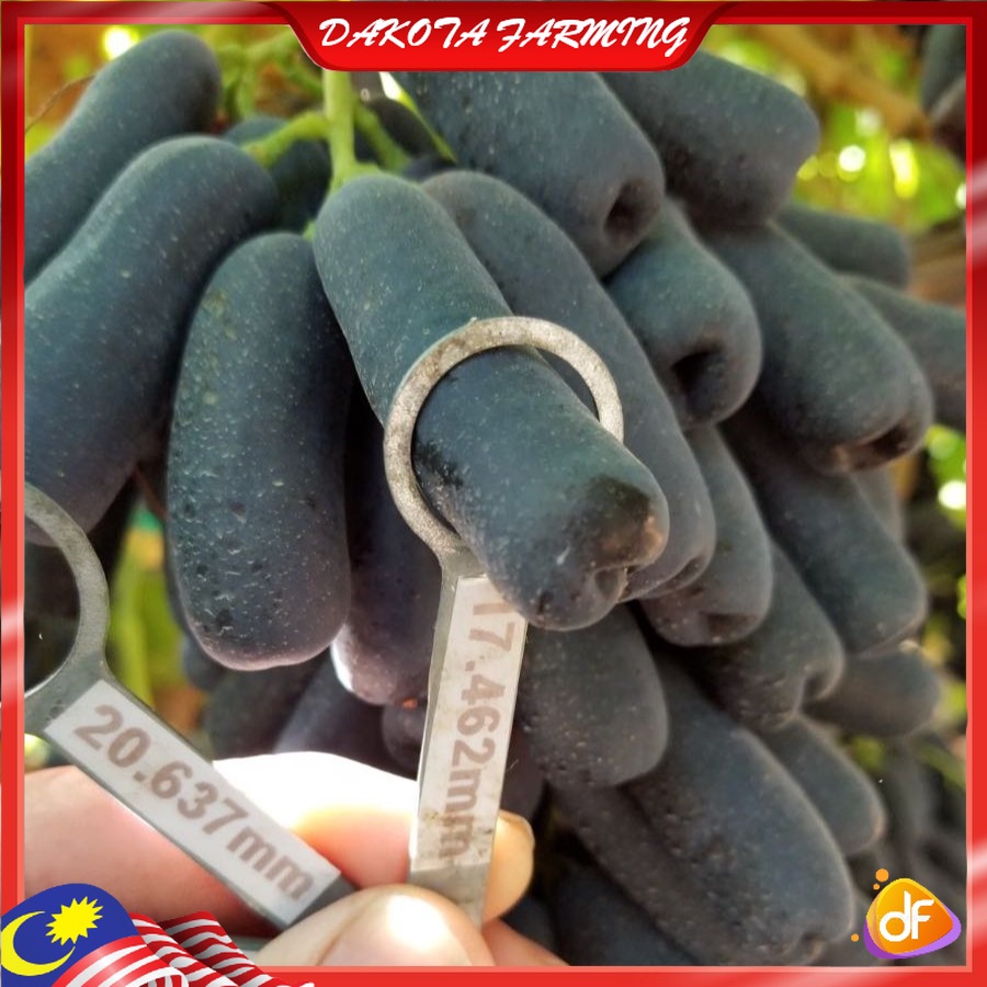 Anak Pokok Anggur Sweet Sapphire Seedless Buah Manis Grape Import Dari ...