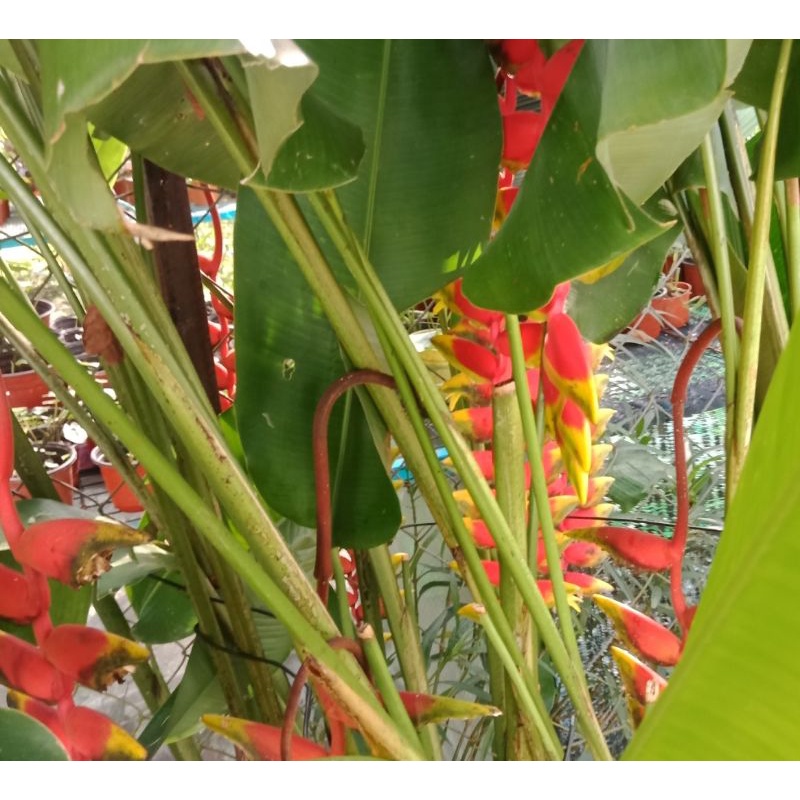 Pokok Sepit Udang (Rizom) | Shopee Malaysia