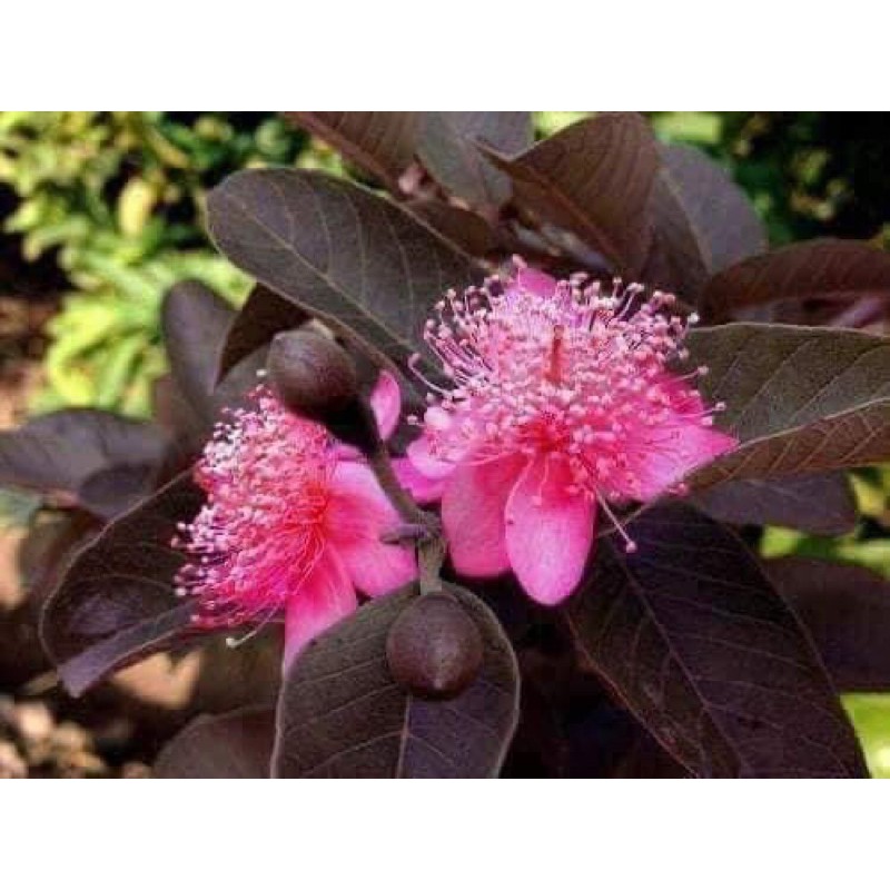 Pokok Buah Jambu Unggu Real Plant hotselling indoor outdoor rare exotic ...