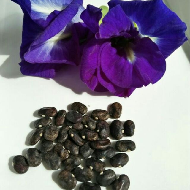 🔥HOT SELL🔥 Biji benih bunga telang berlapis mudah biak | Shopee Malaysia