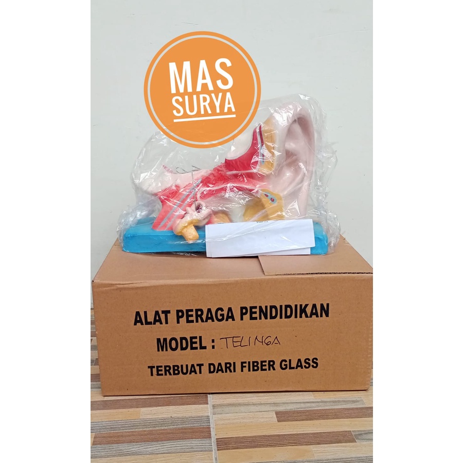 Human Ear Model Educational Props | Shopee Malaysia