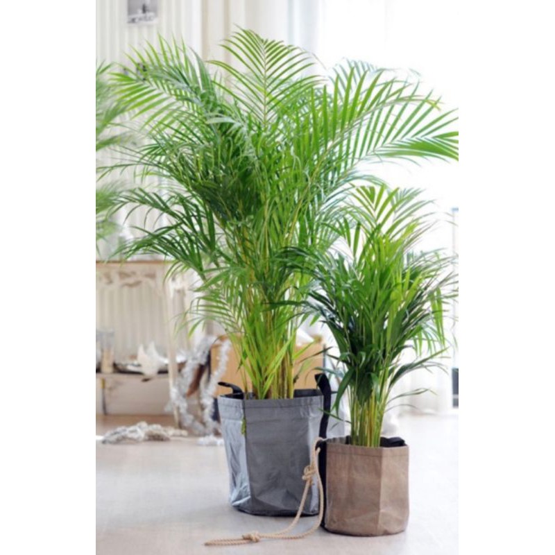 Pokok Pinang Kuning/ Areca/ Golden Palm/ Indoors Live Plant | Shopee ...