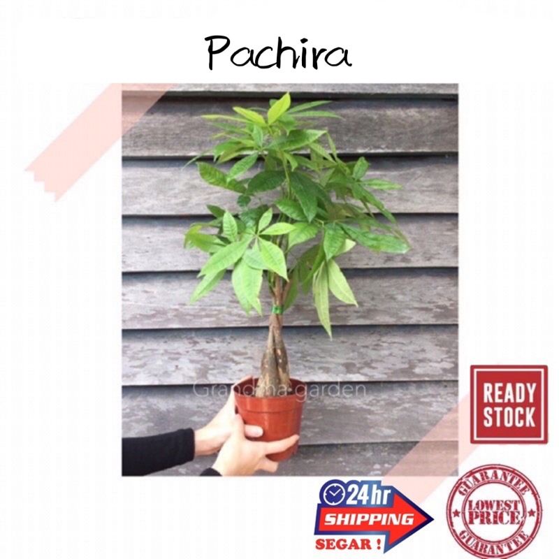 (GG real plant) pachira 5 plaits ^ Pokok hidup hiasan rumah dalaman ...