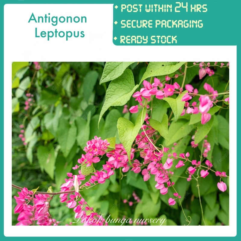 PBN - antigonon leptopus - pokok bunga nursery pink berteh coral vine ...