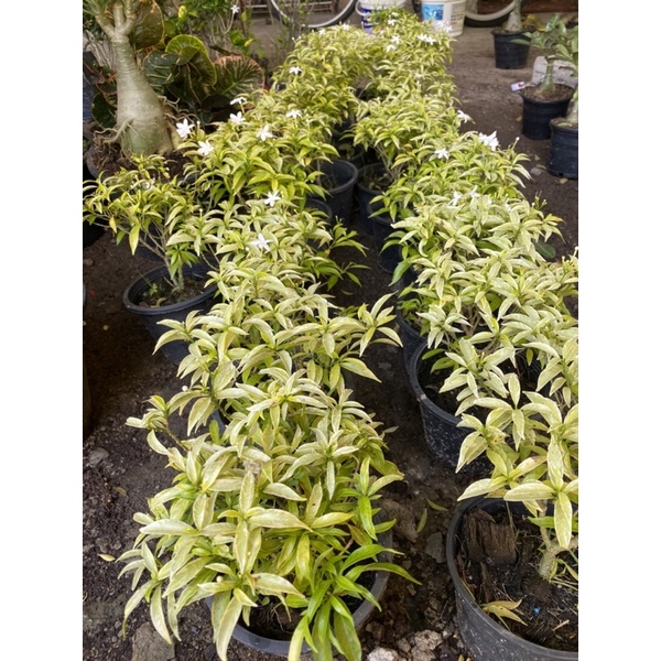 pokok bunga jasmine daun kuning/batik ( jasmine thai murah ) | Shopee ...
