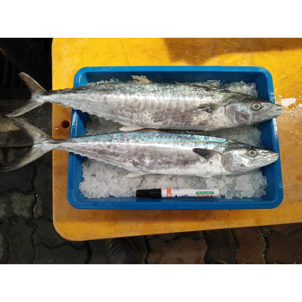 Frozen Ikan Tenggiri Batang 500g | Shopee Malaysia