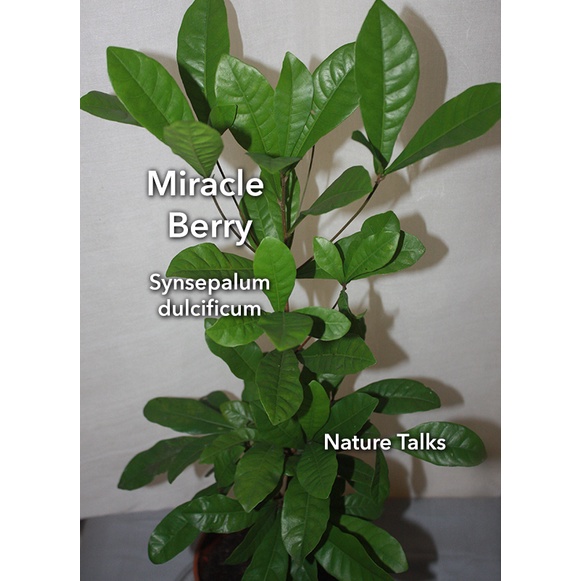 Organically grown Miracle berry tree 3 years old 45 cm high Pokok Buah ...