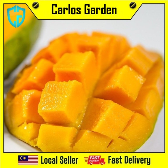 Anak Pokok Kuinin Pokok Mangga Mempelam Pelam Konen Import Dari ...