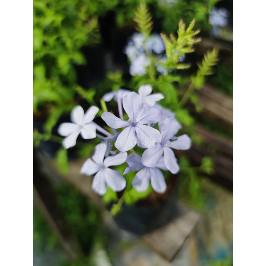 Pokok Bunga Plumbago Imperial Blue White / Pokok Bunga Plumbago Biru ...