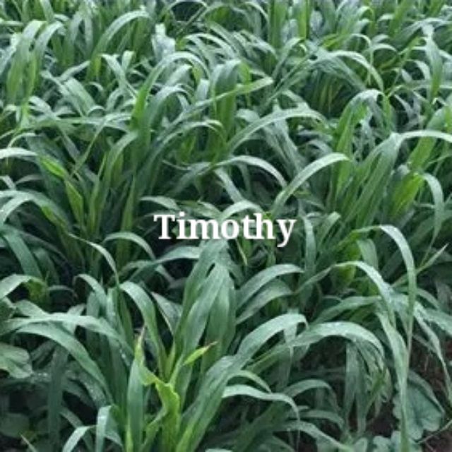 Timothy seed/Biji benih Timothy | Shopee Malaysia