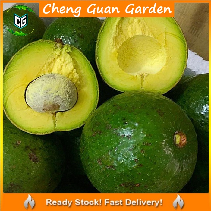Anak Pokok Avocado Booth 8 Pokok Kawin Grafted | Shopee Malaysia