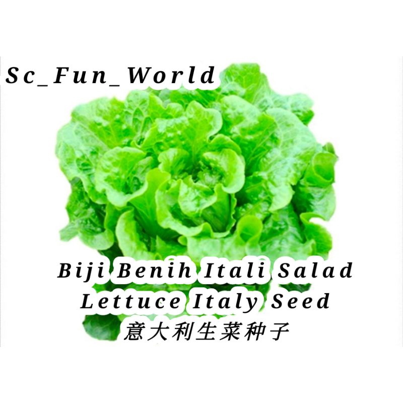 Biji Benih Salad/Italy Lettuce Seed/意大利生菜种子/Non-GMO/非转基因/Ready Stock In ...