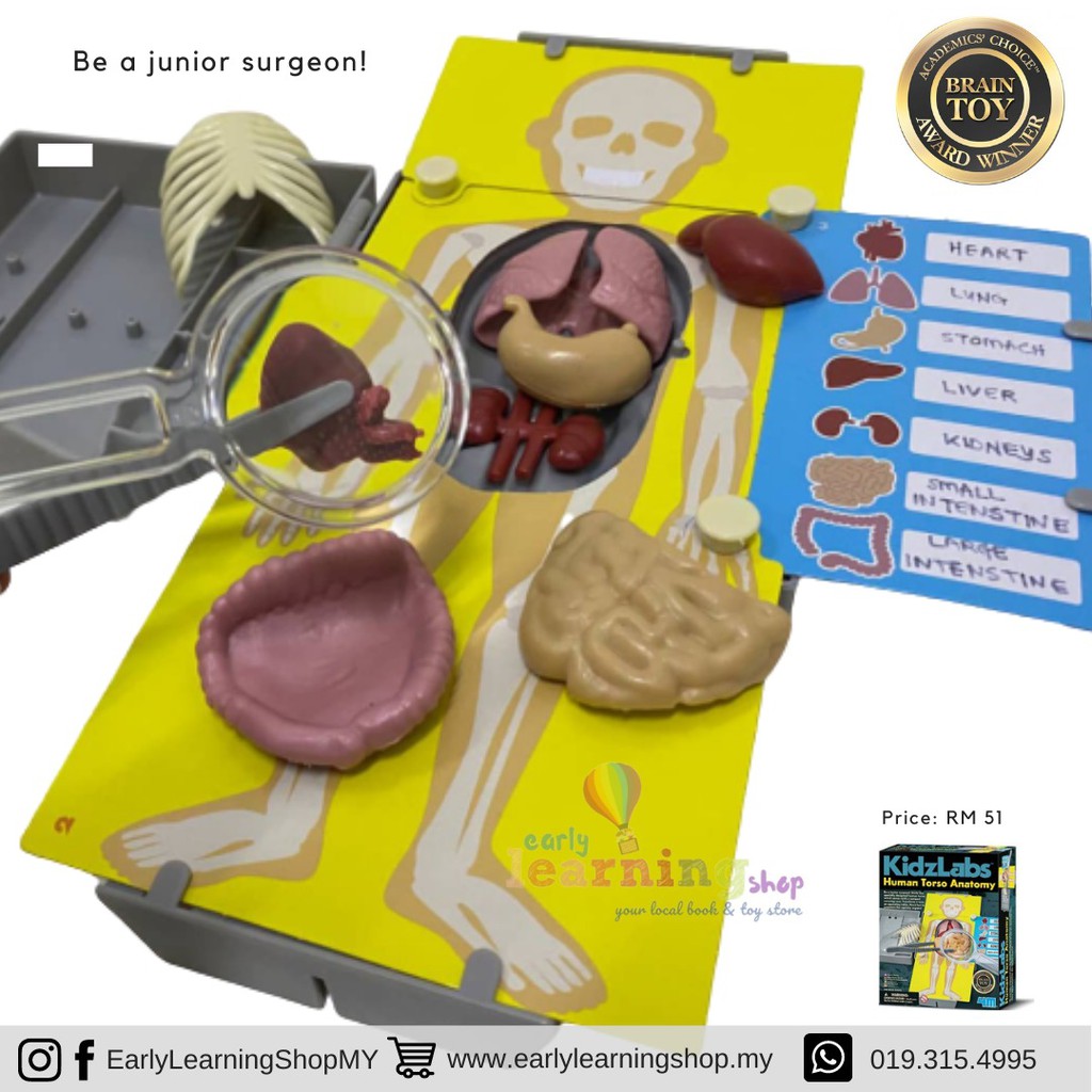 4M Kidz Labs-Human Torso Anatomy | Shopee Malaysia
