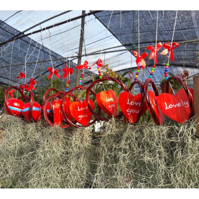 Real live hanging air plant / Spanish Moss / Janggut Adam | Shopee Malaysia