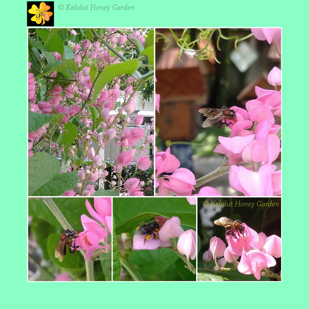 Air Mata Pengantin bunga kesukaan lebah kelulut, Bride's Tears flower ...