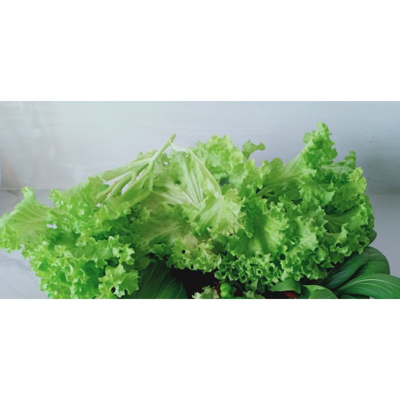 Benih Salad Kerinting / Green Coral Lettuce (30 biji) | Shopee Malaysia