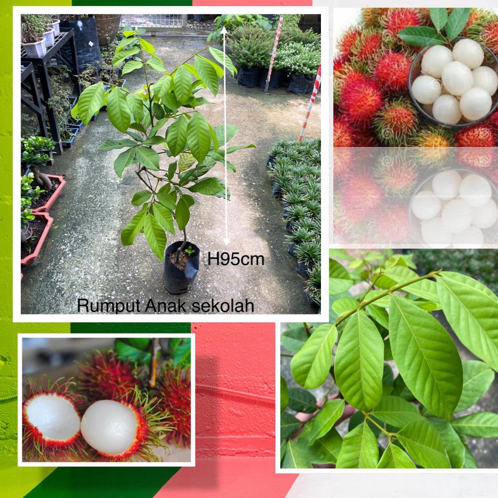 POKOK BUAH-RAMBUTAN ANAK SEKOLAH 95CM (1028) 红毛丹树 | Shopee Malaysia