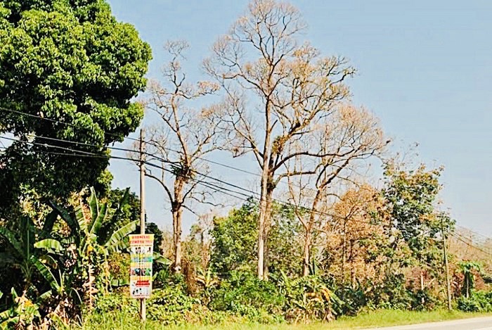 Tree Killer Stalon 321 4L Triclopyr-butotyl 32.1% Racun Mati Pokok ...