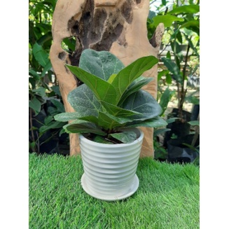 Ficus Lyrata. Pokok Ketapang Cina. pokok hiasan dalam rumah | Shopee ...
