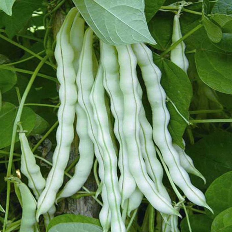 Benih Kacang Buncis Putih 10pcs/French Bean/浅绿色四季豆籽 | Shopee Malaysia