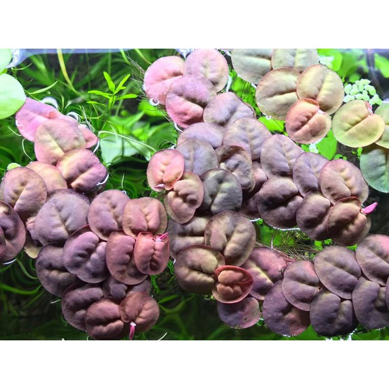 Aquarium Plant/ Red Root Floaters/ Pokok Aquarium/ Phyllanthus Fluitans ...