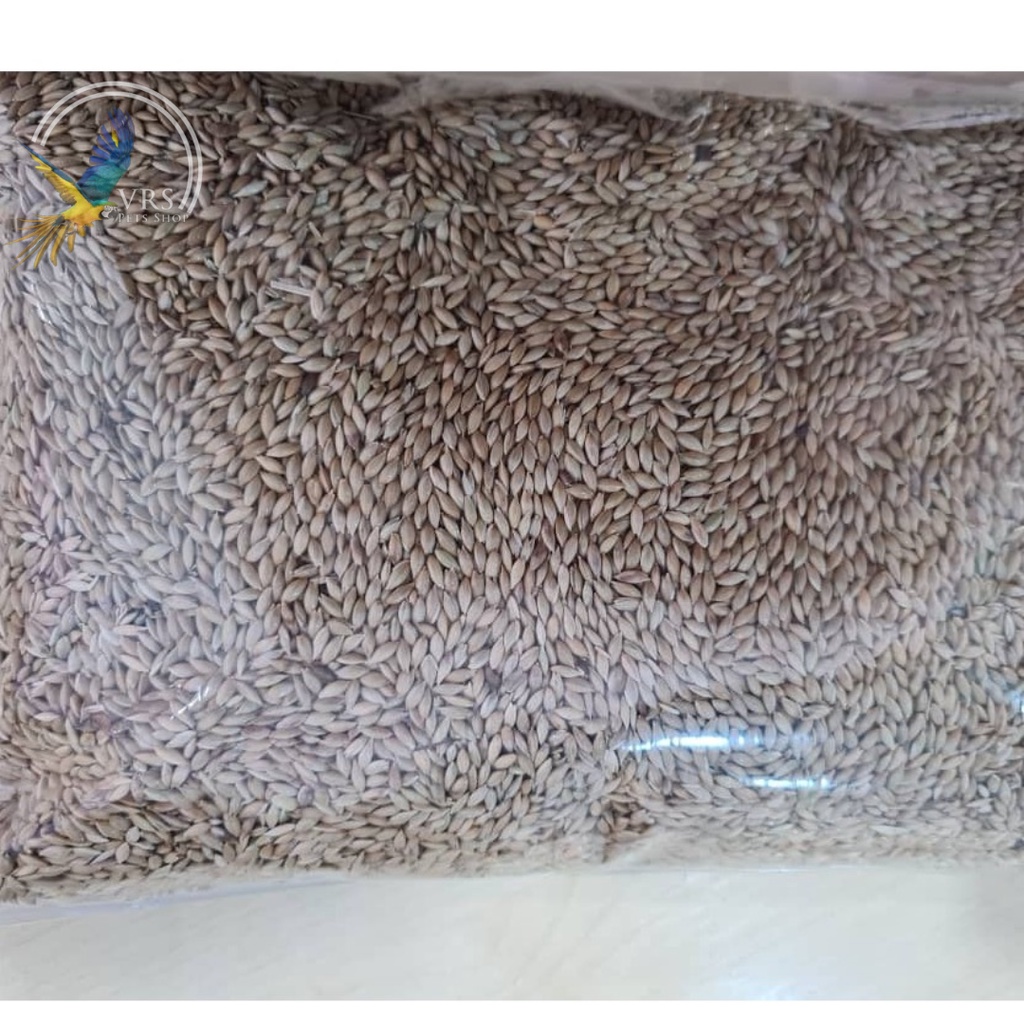 CANARY SEED REPACK // 500 gm CD00003 | Shopee Malaysia