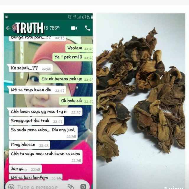 💥BUNGA RATU PARI ATAU BUNGA MUKMIN💥 | Shopee Malaysia